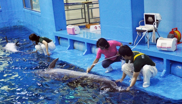 초음파로 임신 검사받는 돌고래