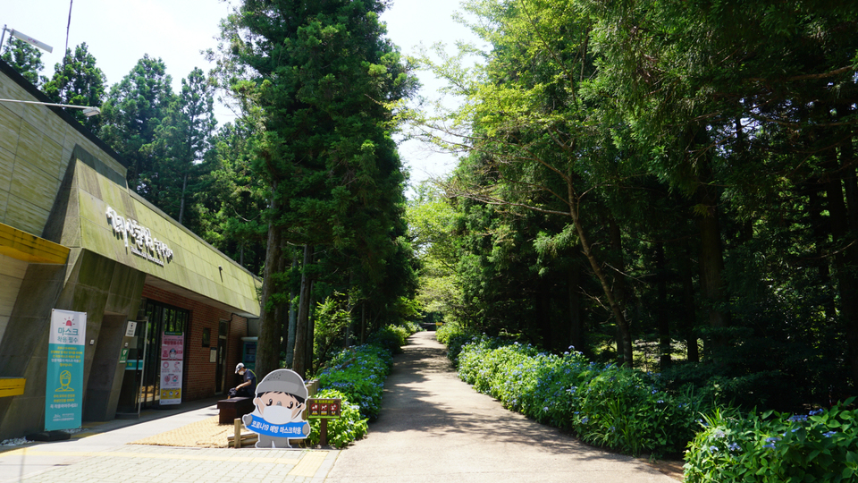 [힐링&트레킹] 33. 제주올레 16코스와 사려니숲길