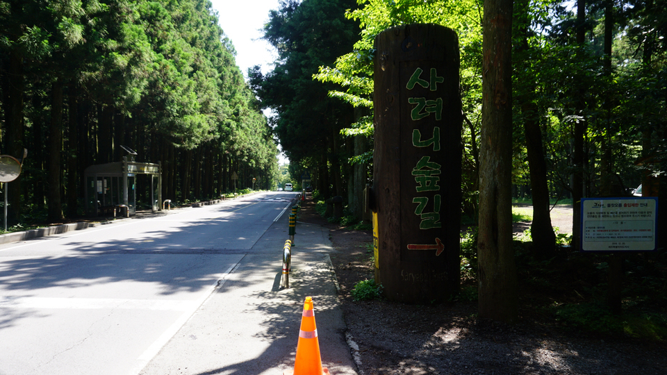 [힐링&트레킹] 33. 제주올레 16코스와 사려니숲길