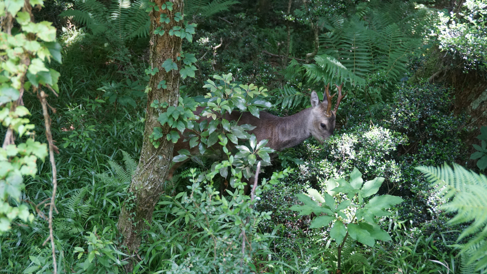 [힐링&트레킹] 33. 제주올레 16코스와 사려니숲길