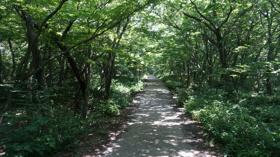 [힐링&트레킹] 33. 제주올레 16코스와 사려니숲길