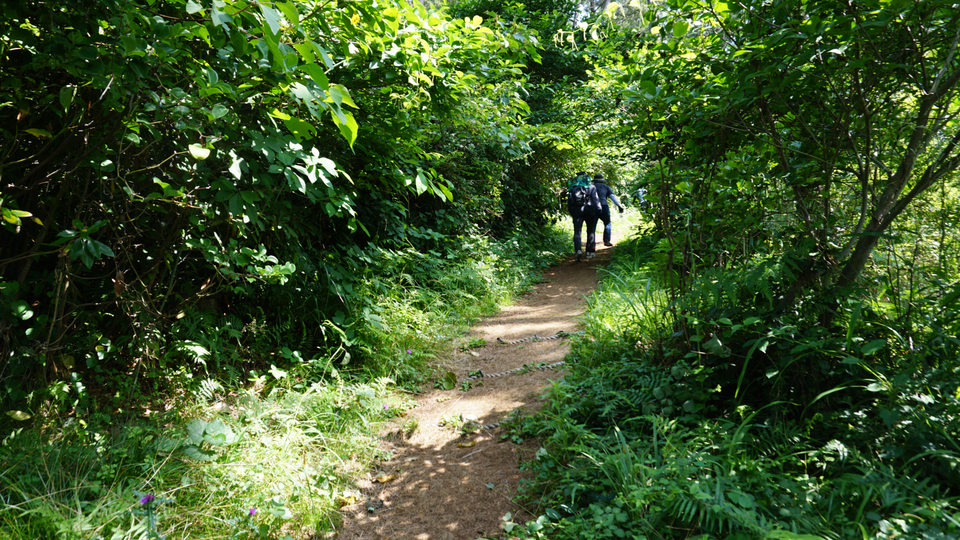 [힐링&트레킹] 33. 제주올레 16코스와 사려니숲길